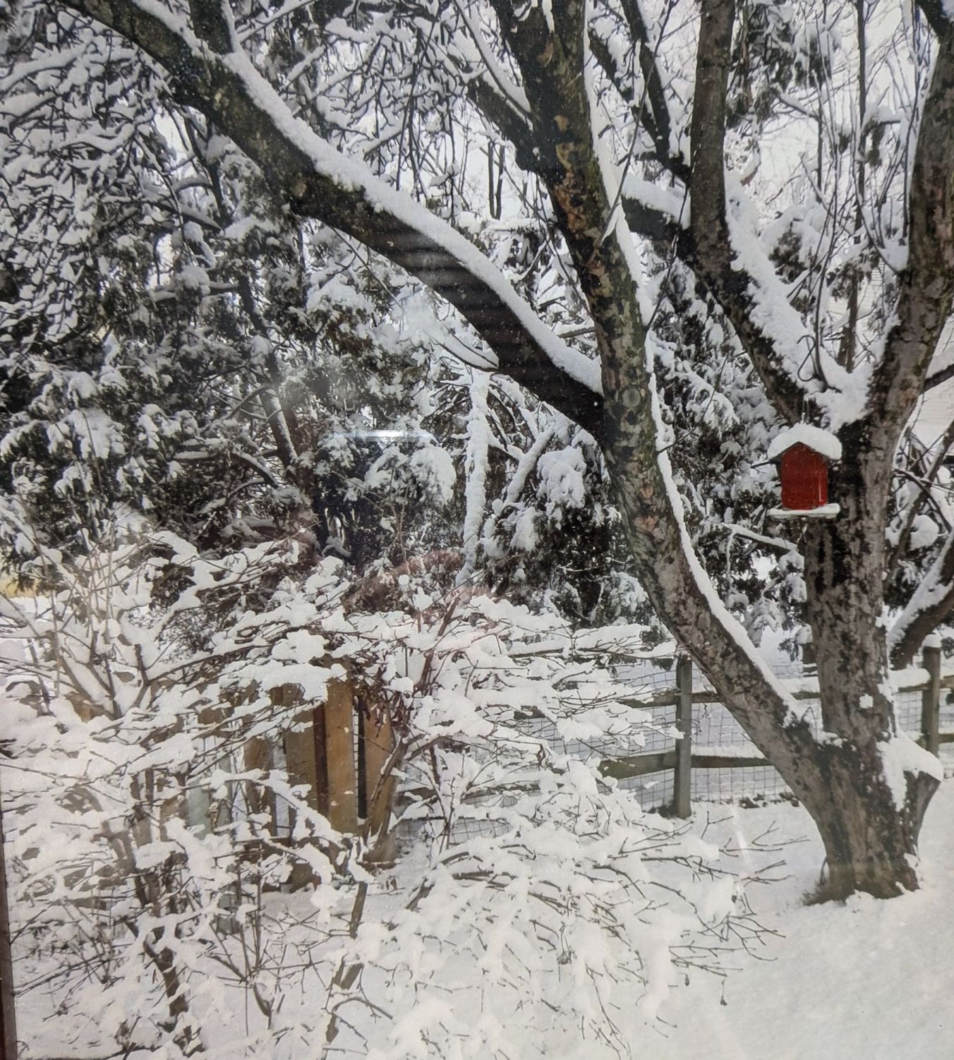 The Silence Snow Brings | Jeanne Lemmon Skinner